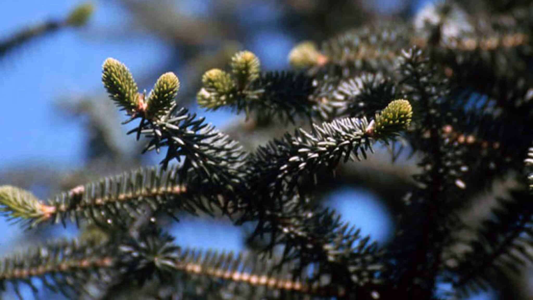 La recolecta de piña de pinsapo supera por primera vez los 1500 kilos