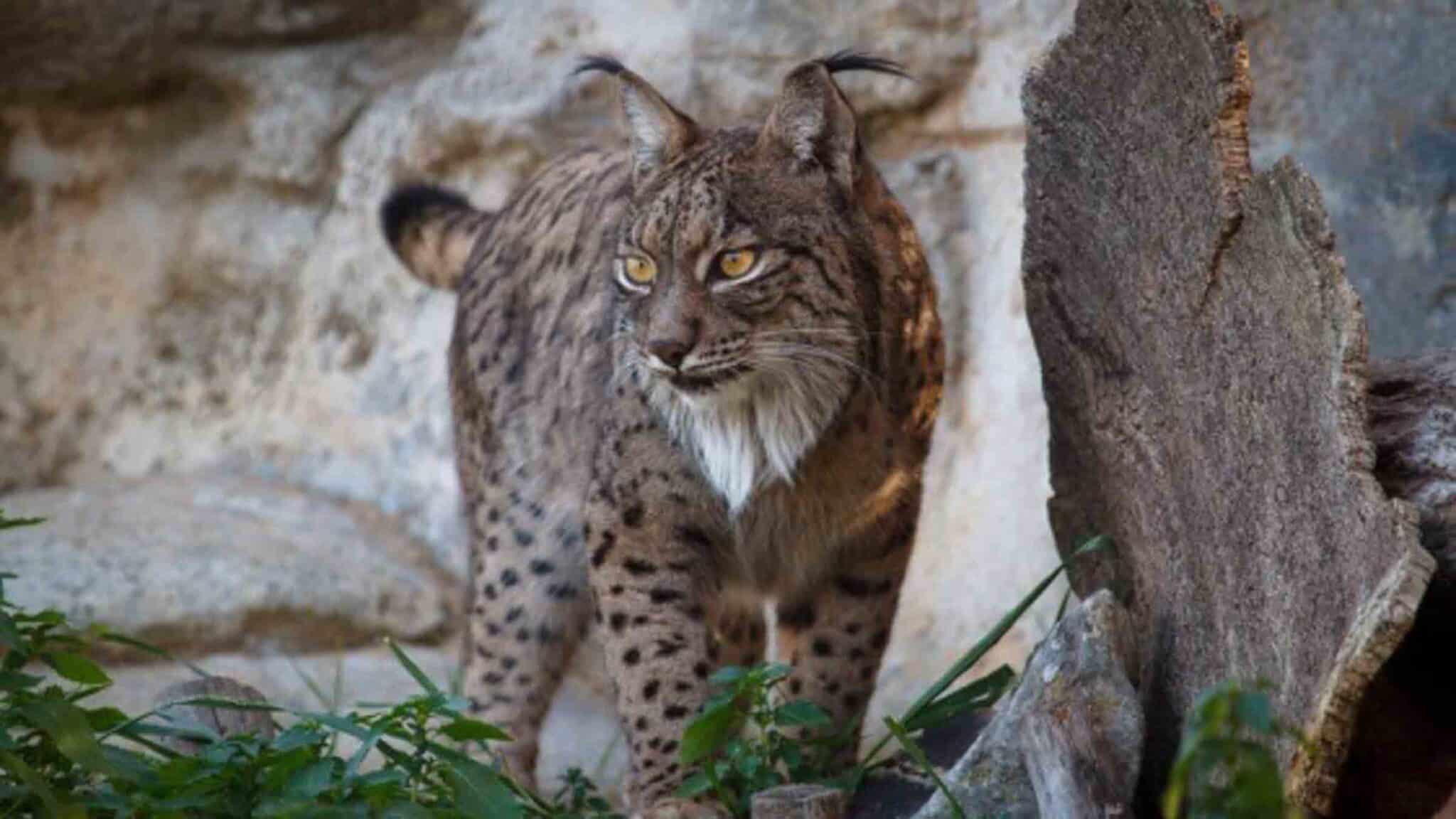 Nacen dos linces ibéricos en Jerez pero sólo sobrevive uno | enandaluz.es