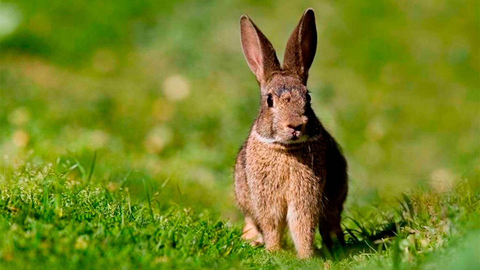 Medidas excepcionales para controlar la sobrepoblación de conejo ...